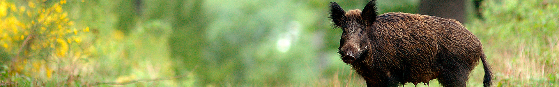 Everzwijn - Hubertus Vereniging Vlaanderen