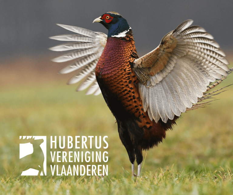 Factcheck: Jager uit Kortenaken kweekt 400 tamme fazanten om af te ...