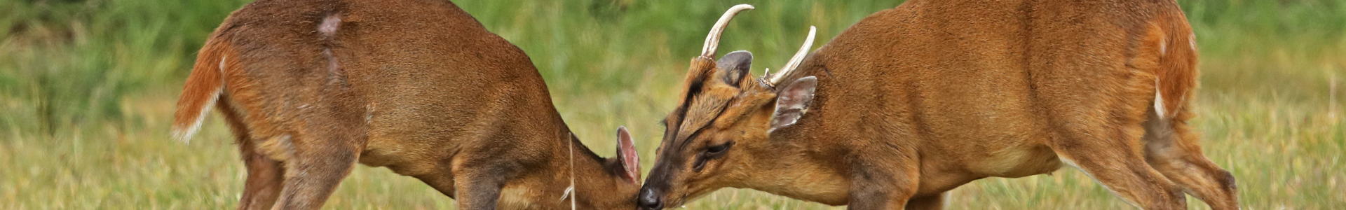 Chinese muntjak - Hubertus Vereniging Vlaanderen