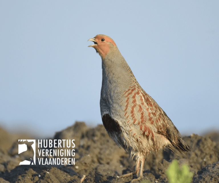 Expertgroep patrijs adviseert: 'Tellingen kunnen voorzichtig starten ...