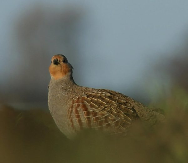 Jachtsector werkt voor patrijs - Vlaams patrijzenproject - Hubertus ...