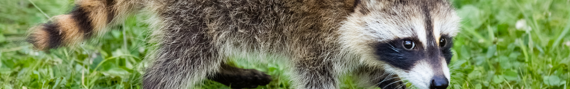 Wasbeer - Hubertus Vereniging Vlaanderen