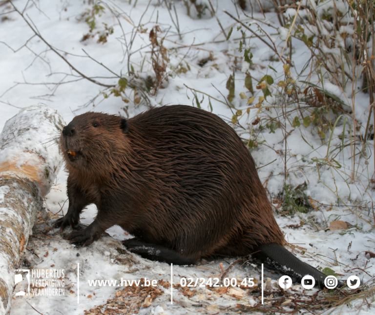 Het soortenbeschermingsprogramma bever uitgelegd 1/3 - Hubertus ...